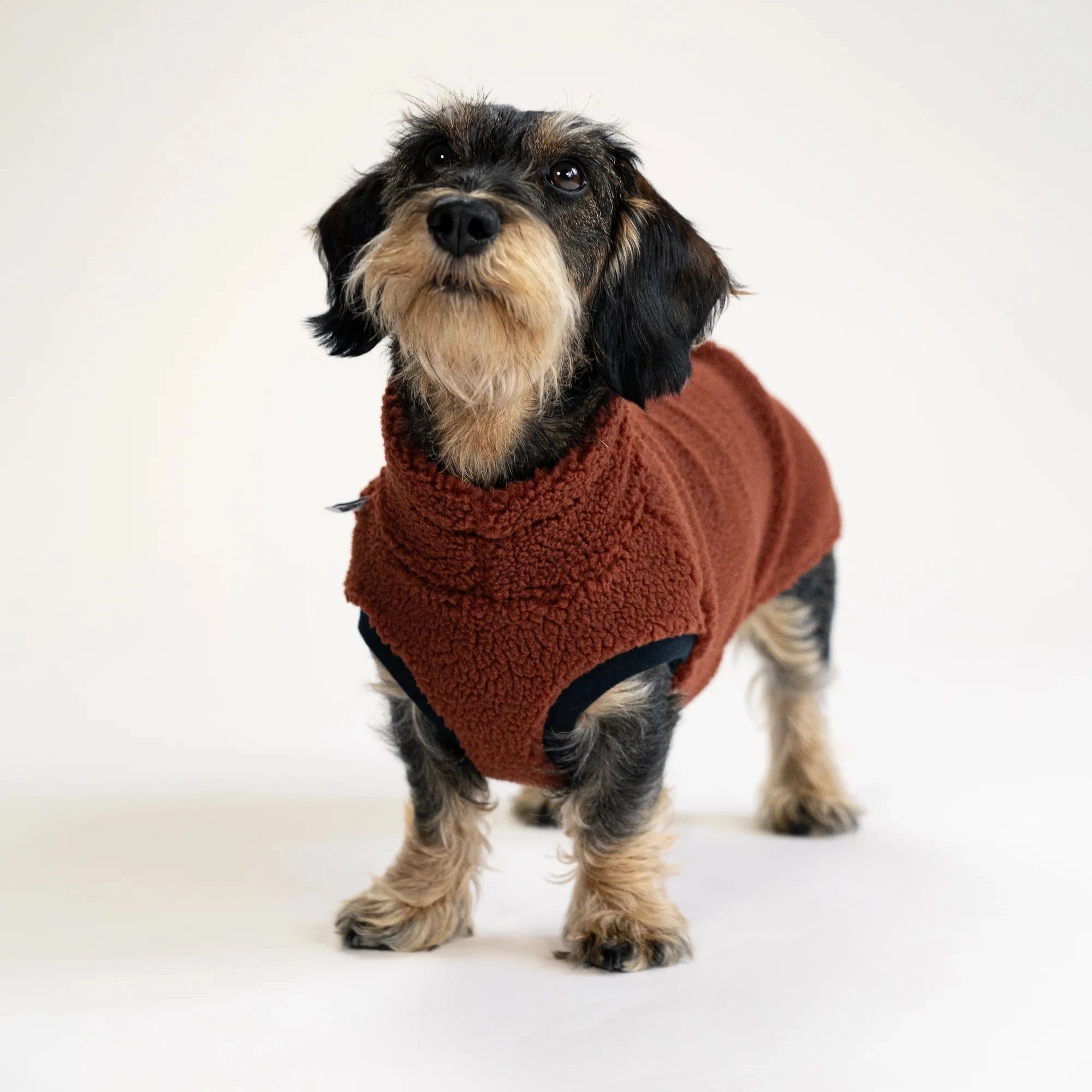 Teddy Shirt für Dackel in Brown von KARMA HUND - LOVIN'DOG
